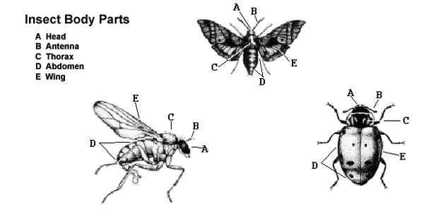 What is an Insect? : Montana Science Partnership